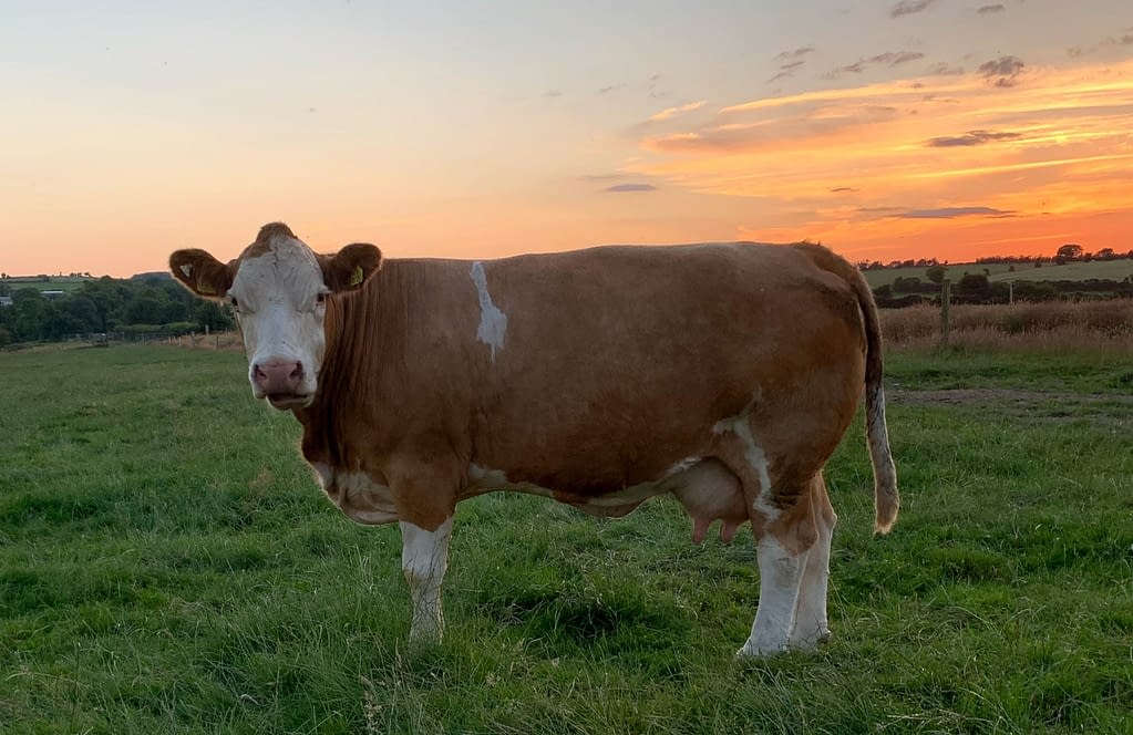Breeding Bulls - StrongBoPolled Simmentals