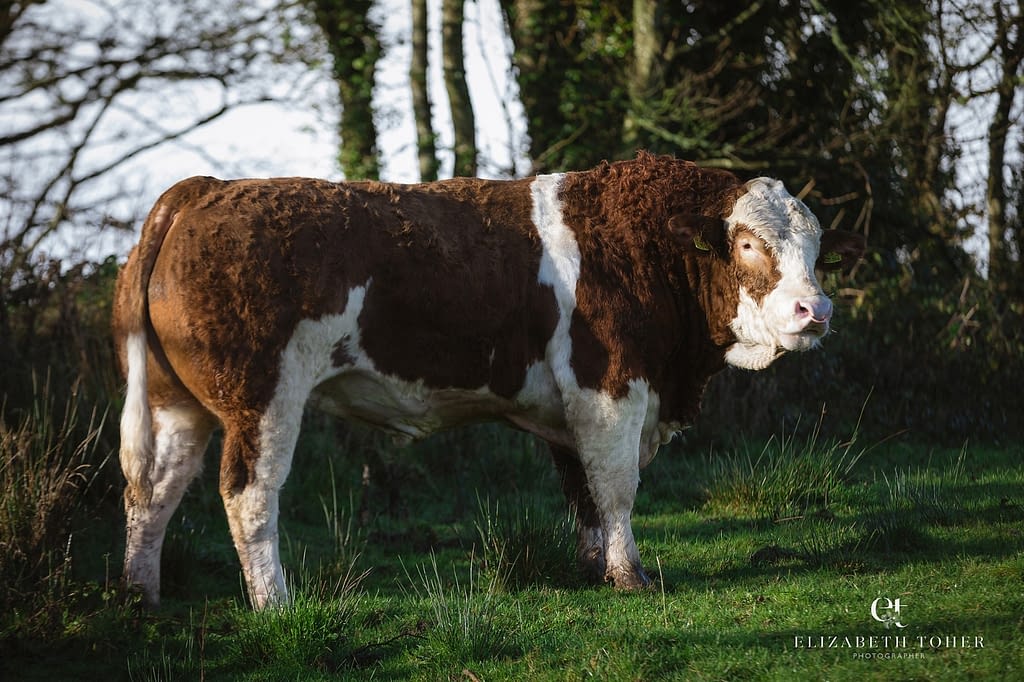 Breeding Bulls - StrongBoPolled Simmentals