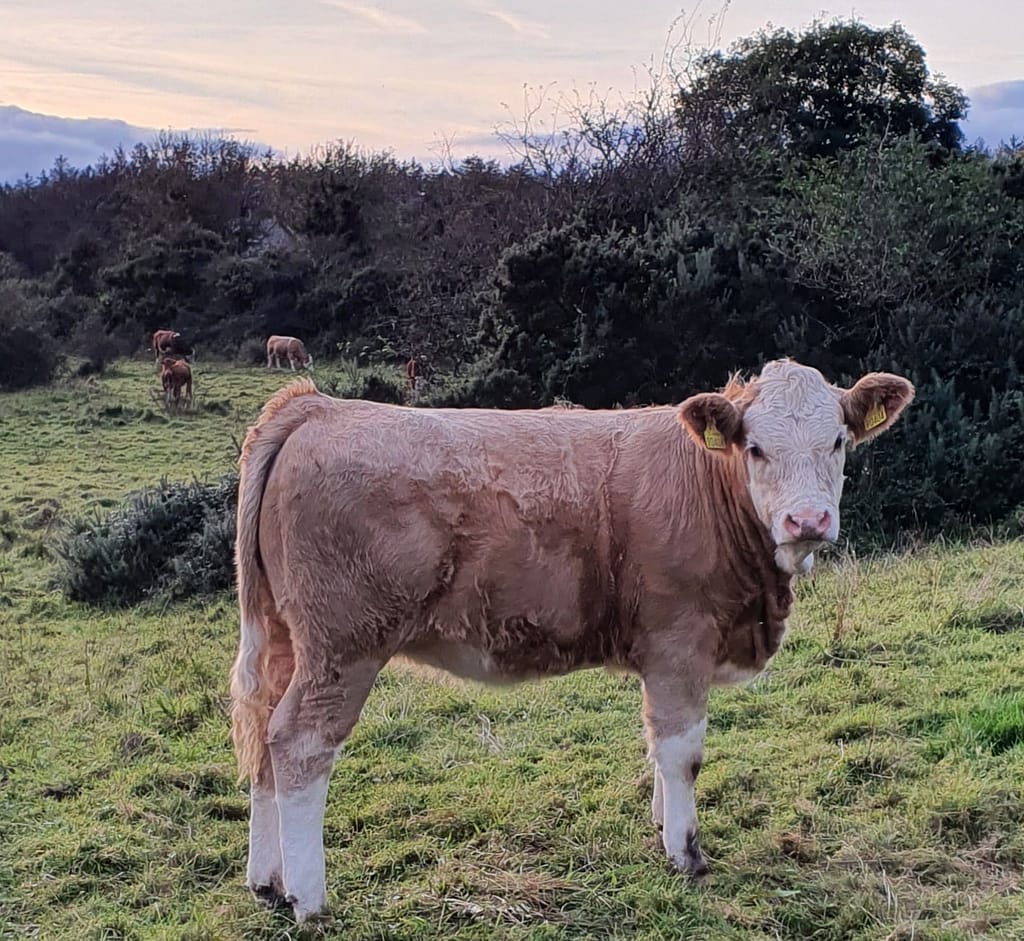 Our Herd - StrongBoPolled Simmentals - StrongBo Polled Simmentals ...