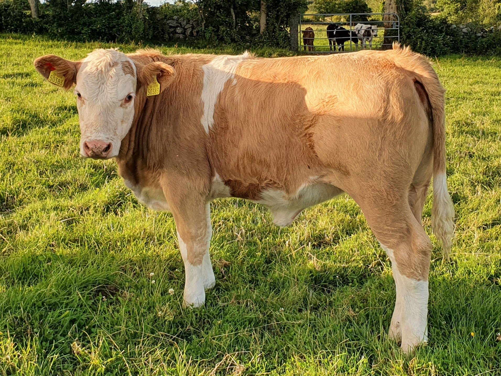 Our Herd - StrongBoPolled Simmentals - StrongBo Polled Simmentals ...
